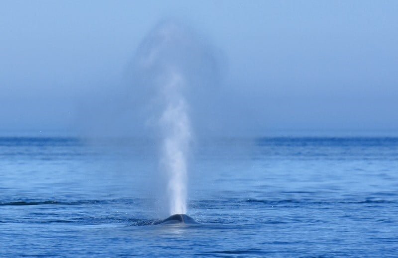 Les nombreux portails aquatiques de la Terre - Les Chroniques d'Arcturius